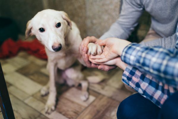 Rehabilitation for Rescue Dogs | Rescue Network
